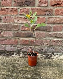 Truffle Trees - Wiltshire Truffles