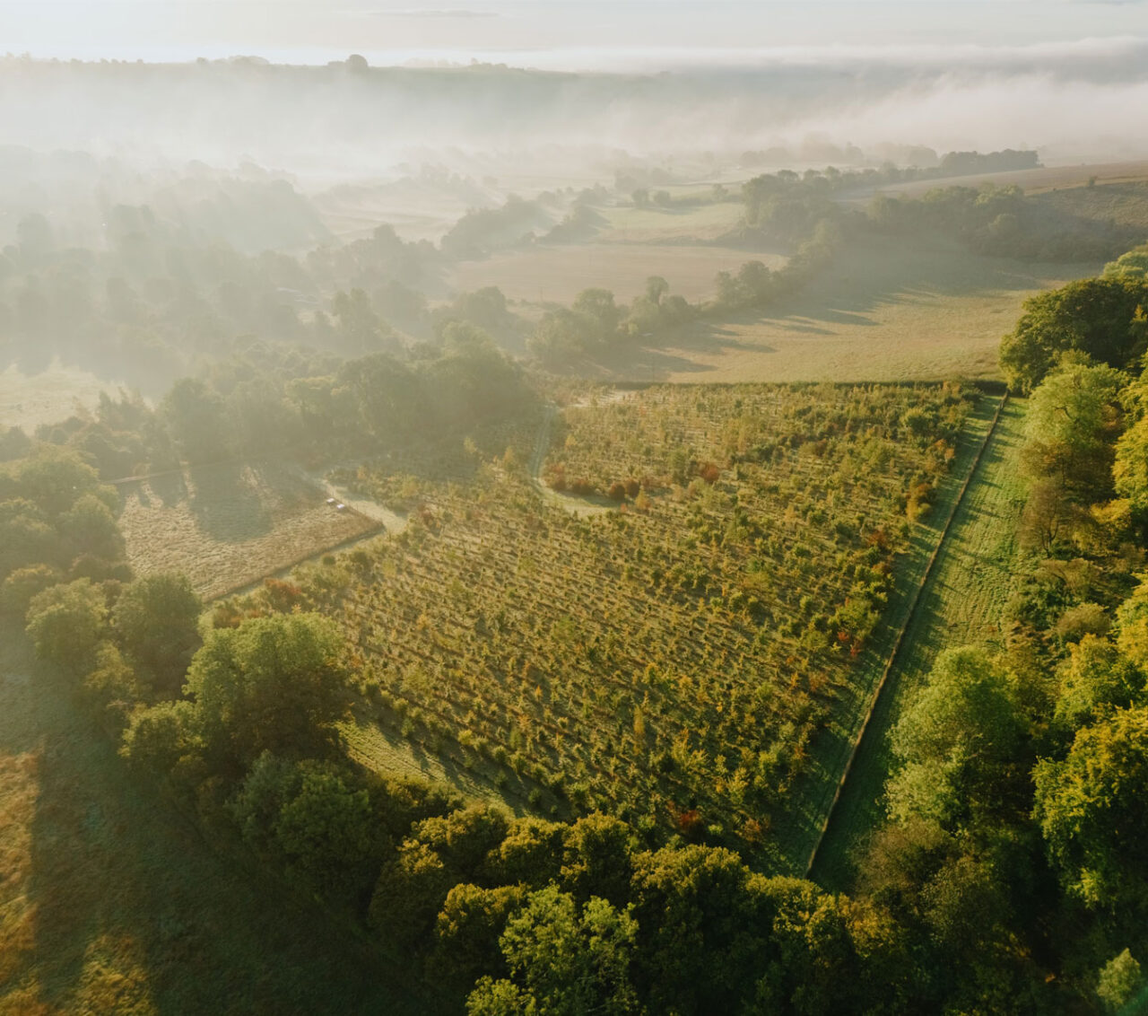 Truffle Trees - Wiltshire Truffles